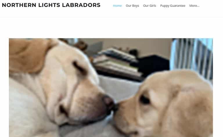 21 Best Lab Breeders In Minnesota In 2023 (Trusted)