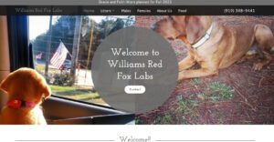 12 Fox Red Labrador Breeders | Quality Lab Puppies for Sale