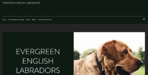 12 Fox Red Labrador Breeders | Quality Lab Puppies for Sale