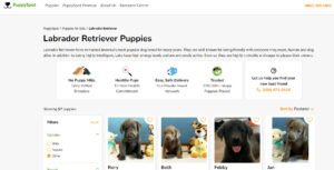 20 Best Labrador Breeders In Pennsylvania in 2023 (Trusted)