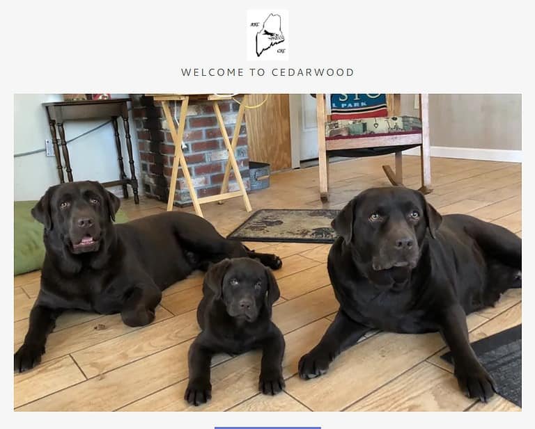 8 Best Lab Breeders In Maine (Vetted & Trusted)
