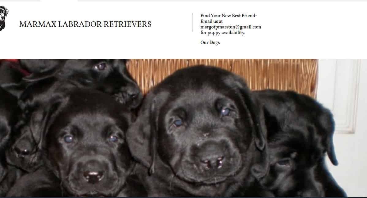 14 Best Labrador Retriever Breeders CT In 2023 (Trusted)