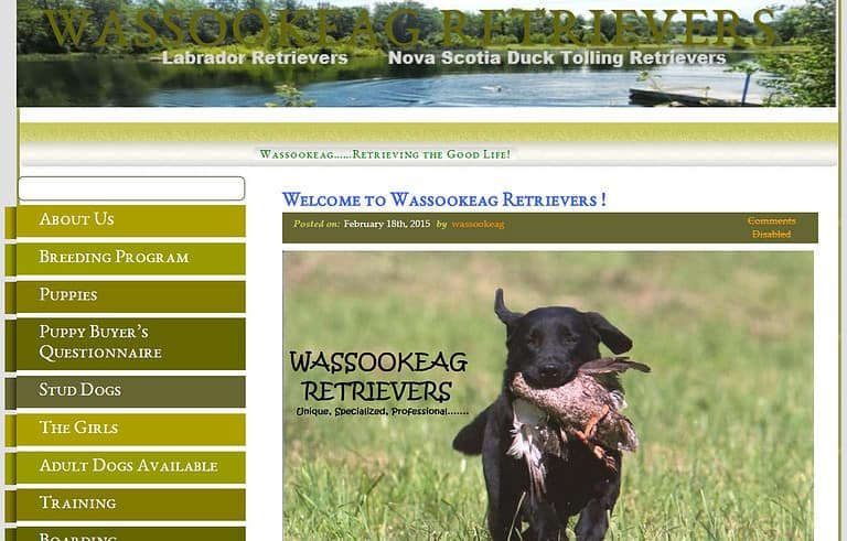 8 Best Lab Breeders In Maine (Vetted & Trusted)
