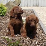 Chocolate Lab Guide: Everything About Choco Color Lab