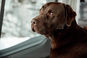 Chocolate Lab Guide: Everything About Choco Color Lab