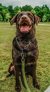 Chocolate Lab Guide: Everything About Choco Color Lab