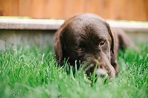 Chocolate Lab Guide: Everything About Choco Color Lab