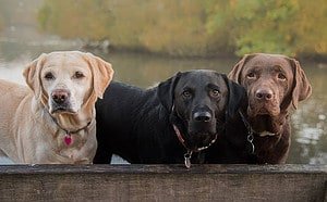 Chocolate Lab Guide: Everything About Choco Color Lab