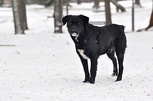 Labernese: A Guide to the Bernese Mountain Dog Lab Mix Breed