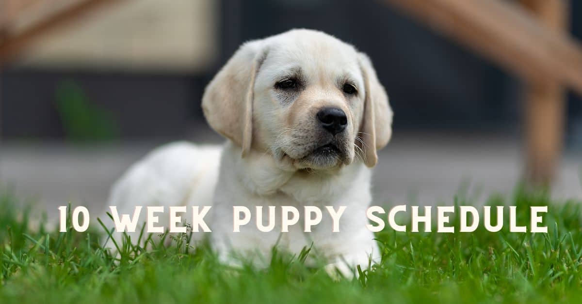 10 Week Puppy Schedule Training Nutrition Care More 10-week-puppy-schedule-training-nutrition-care-more