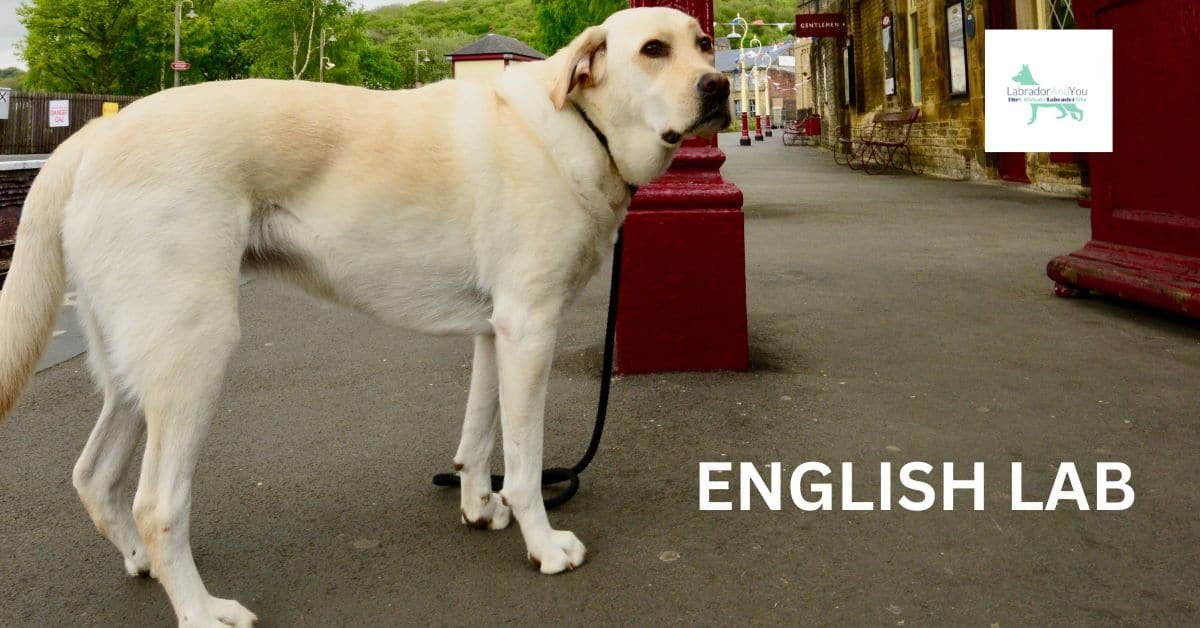 Is The English Lab Even For Real? Here's What You Need To Know