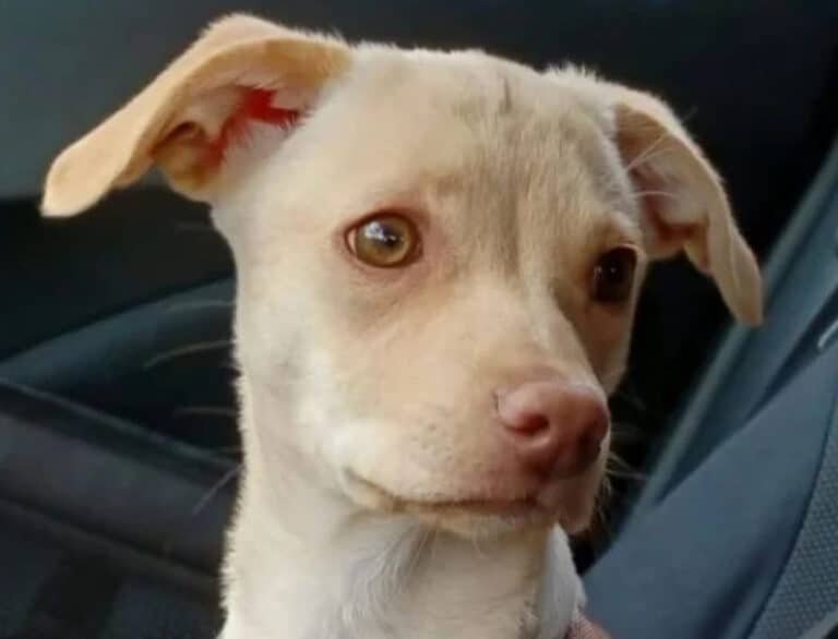 The Only Perfect Chihuahua Lab Mix Guide You'll Ever Need