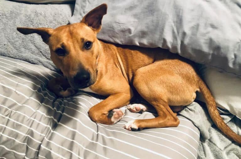 Which Terrier Lab Mix is The Best Cross Ever? Find Out