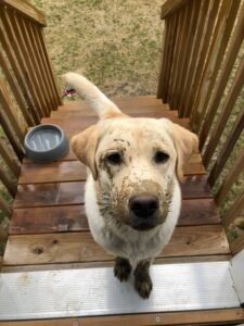 American Labrador: Complete Review Of the Field Hunting Retriever