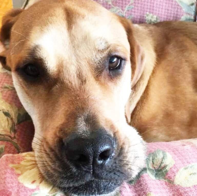 Mastiff Lab Mix: Complete Guide Of Mastador, The Gentle Giants