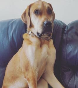 Mastiff Lab Mix: Complete Guide Of Mastador, The Gentle Giants