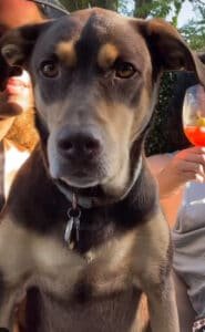 Rottweiler Lab Mix FAQs & Complete Guide