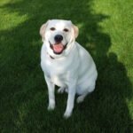 Is The English Lab Even For Real? Here's What You Need To Know