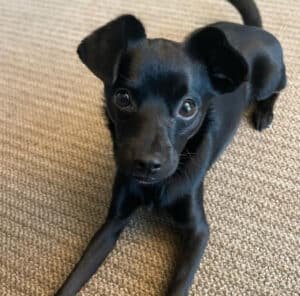 The Only Perfect Chihuahua Lab Mix Guide You'll Ever Need