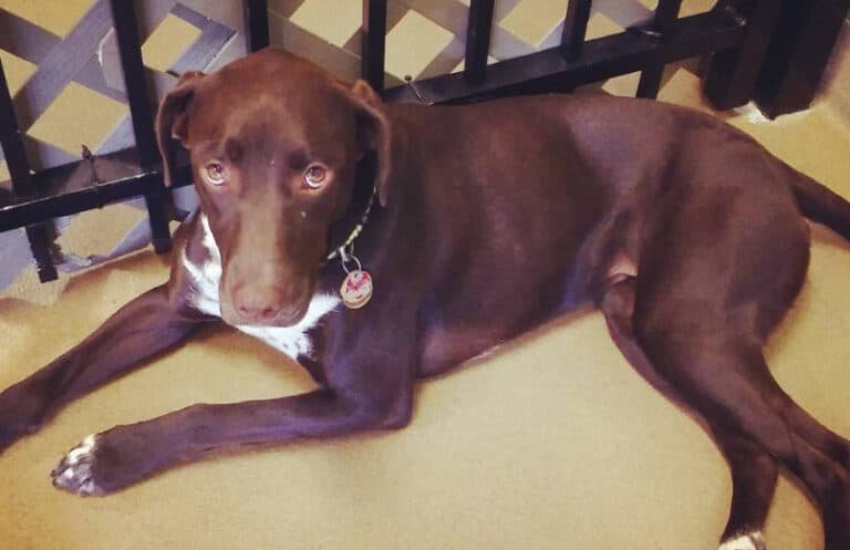 Lab Pointer Mix: What To Expect From English Lab Pointer Puppies?