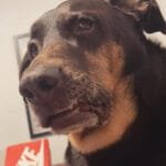 Doberman Lab Mix: Everything To Know About This Cross-Breed