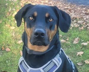 Doberman Lab Mix: Everything To Know About This Cross-Breed