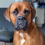 Boxador Breed Pictures, Lifespan, FAQs, Care: Total Breed Overview