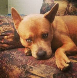 Chow Chow Lab Mix: Characteristics, Temperament, and Lifespan