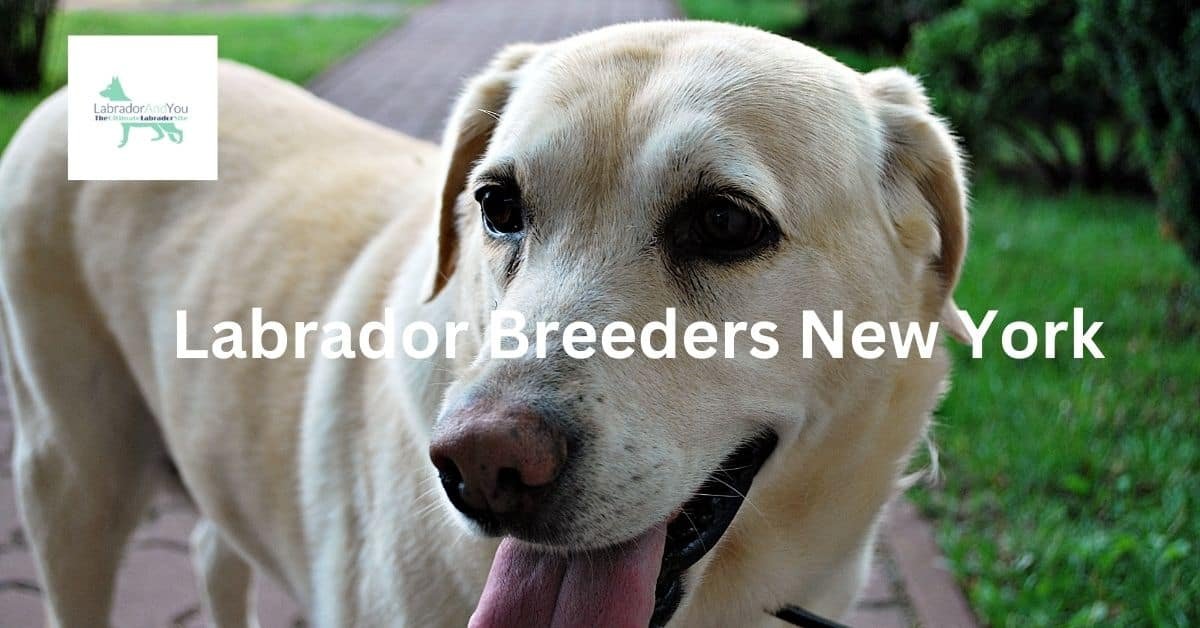 10 Labrador Breeders New York You Can Trust And Contact