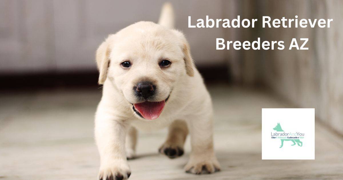 6 Labrador Retriever Breeders AZ To Trust And Contact