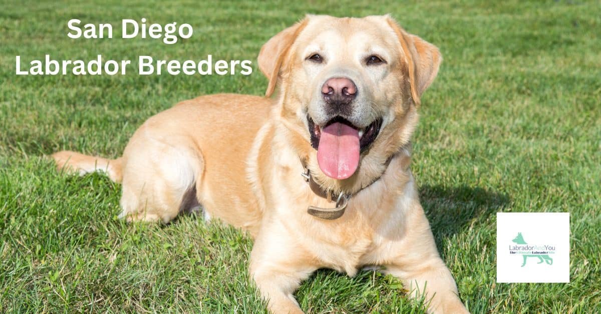 5 San Diego Labrador Breeders To Trust And Contact
