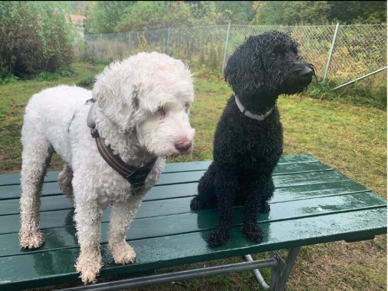 White Labradoodle: Expert Review Of This Rare Colored Dog