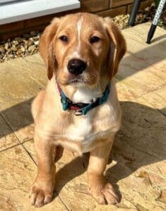 Is My Puppy A Spanador? How Can I take Care?