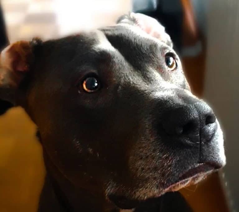 Staffordshire Terrier Lab Mix Guide: All You Need To Know