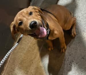 Staffordshire Terrier Lab Mix Guide: All You Need To Know