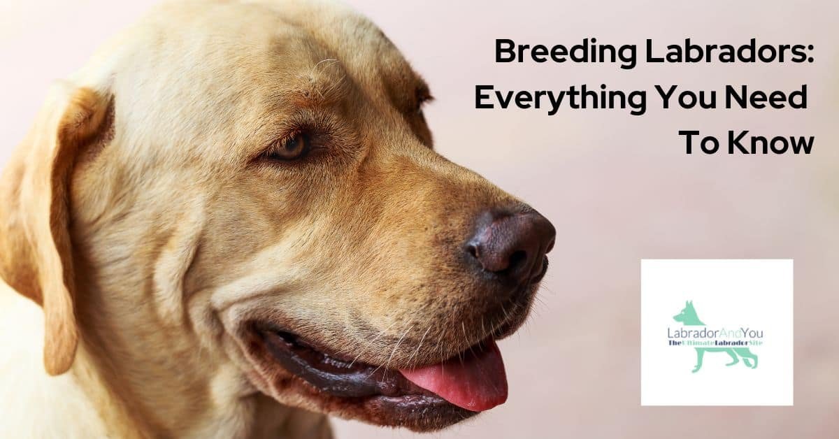 Breeding Labradors: Everything You Need to Know