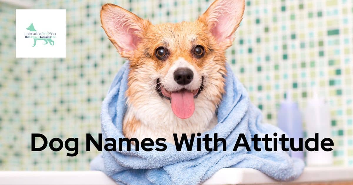200+ Dog Names With Attitude That Ooze Sass
