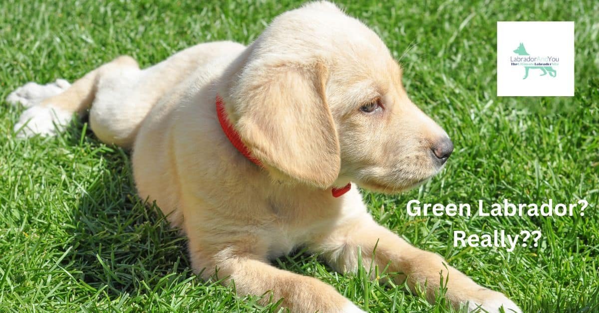 Green Labrador: The Most Unusual Colored Lab
