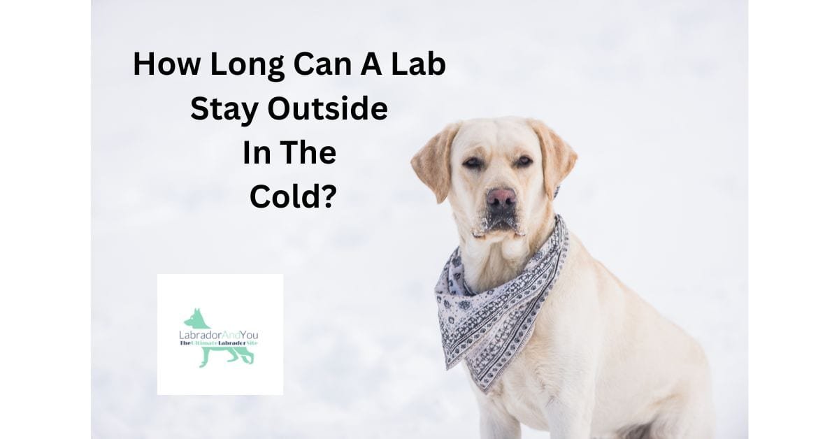 How Long Can A Lab Stay Outside In The Cold?