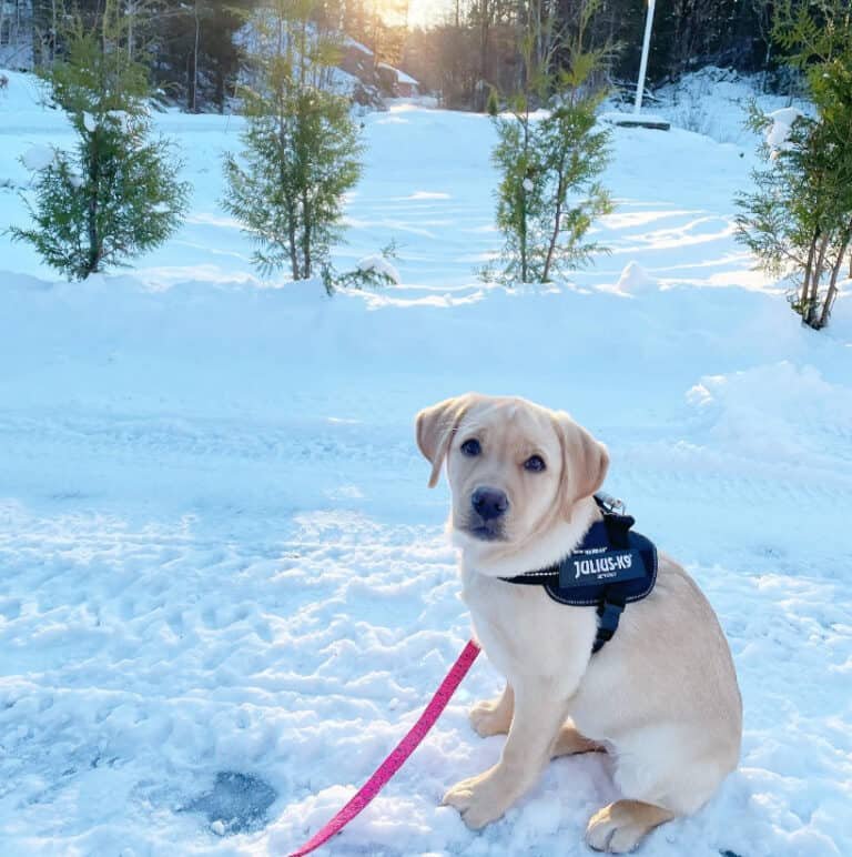 How Long Can A Lab Stay Outside In The Cold?