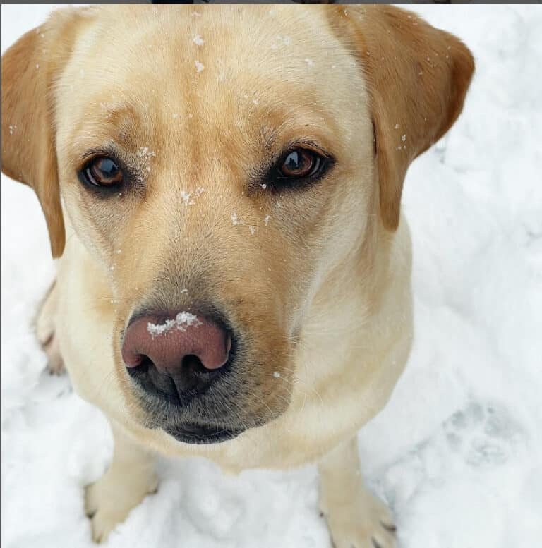 How Long Can A Lab Stay Outside In The Cold?