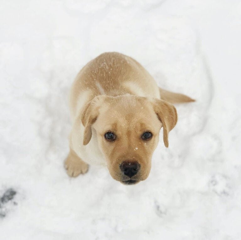 How Long Can A Lab Stay Outside In The Cold?