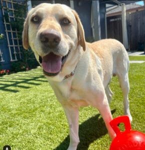 600+ Best Yellow Lab Names For Your Dog