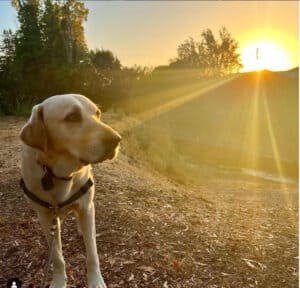 600+ Best Yellow Lab Names For Your Dog