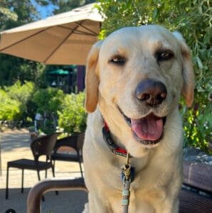 600+ Best Yellow Lab Names For Your Dog