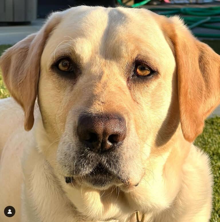600+ Best Yellow Lab Names For Your Dog