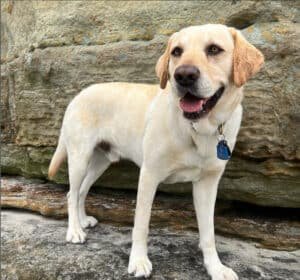 600+ Best Yellow Lab Names For Your Dog