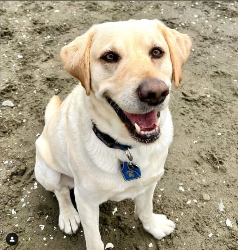 600+ Best Yellow Lab Names For Your Dog