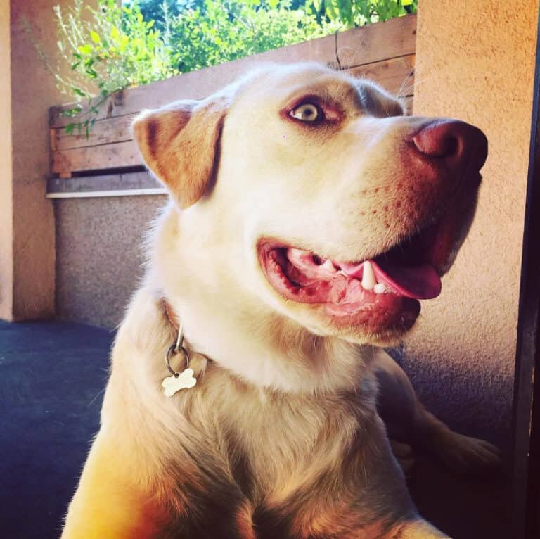 Green Labrador: The Most Unusual Colored Lab