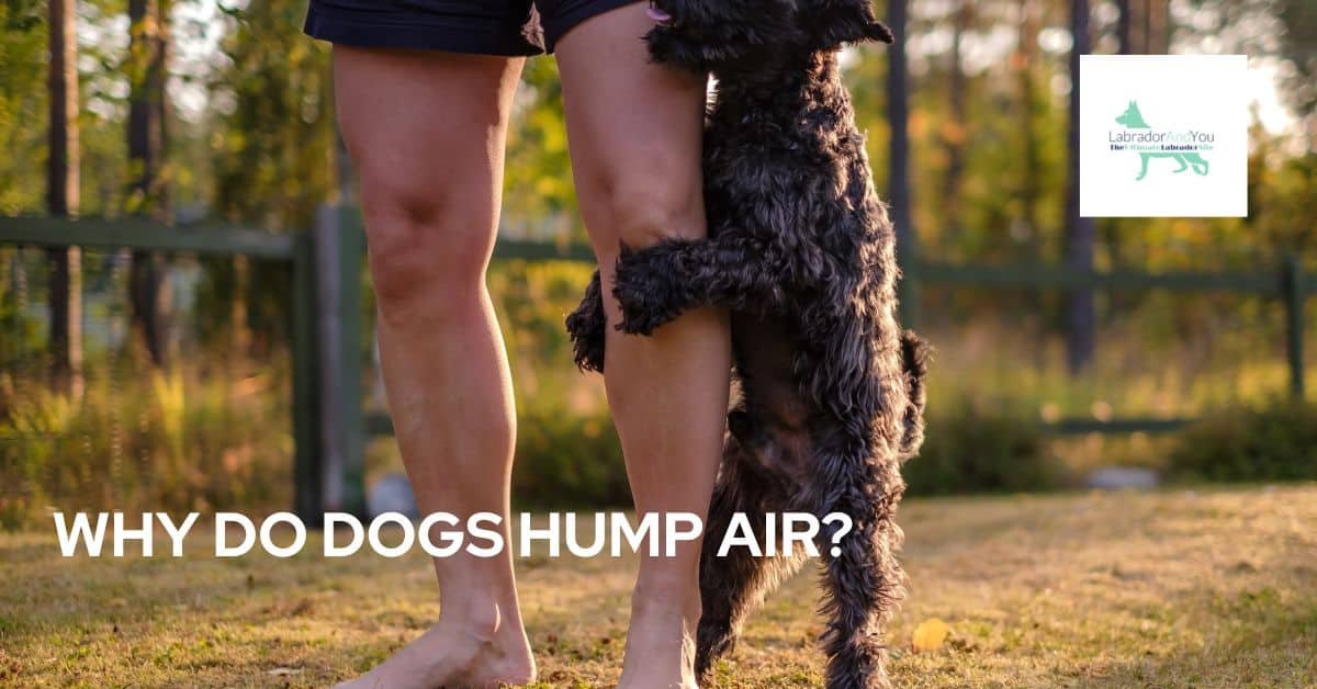 Why Do Dogs Hump The Air? All Causes & Solutions